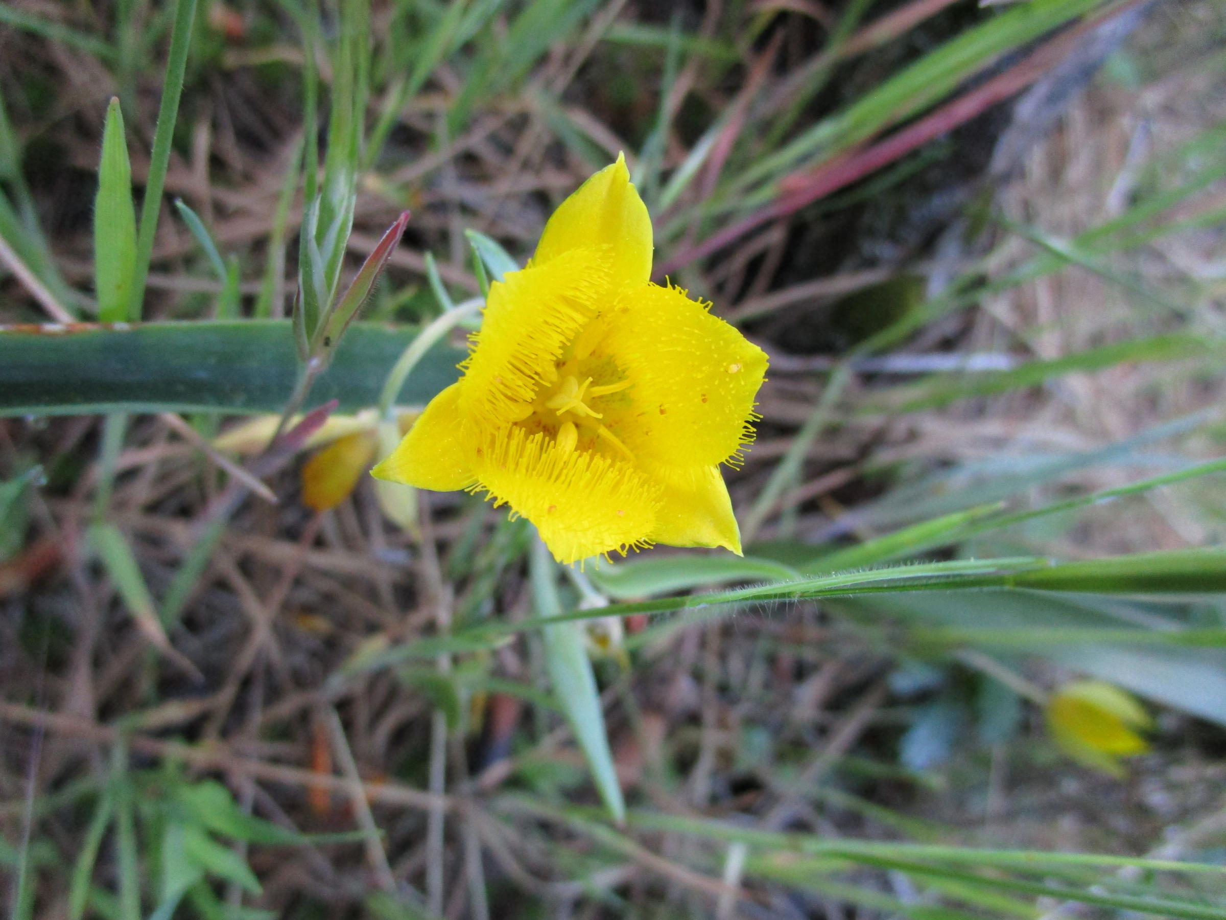 Calochortus monophyllus - Linda Vista Native Plants