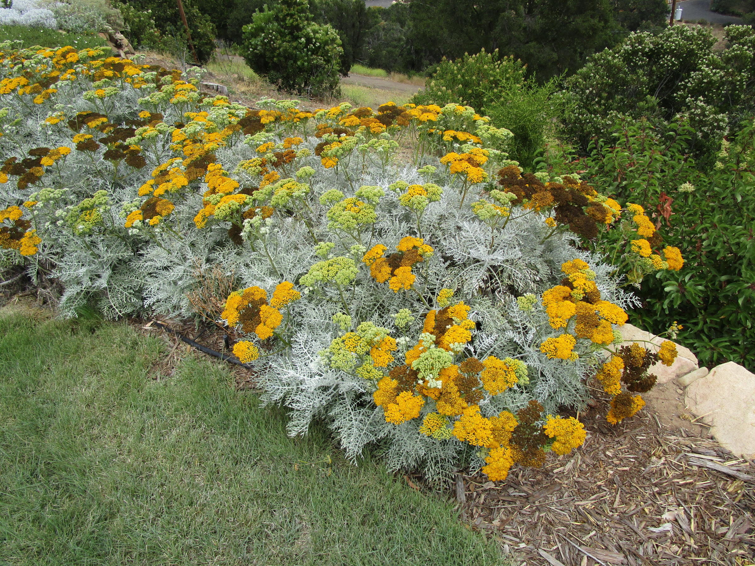 Constancea nevinii - Linda Vista Native Plants