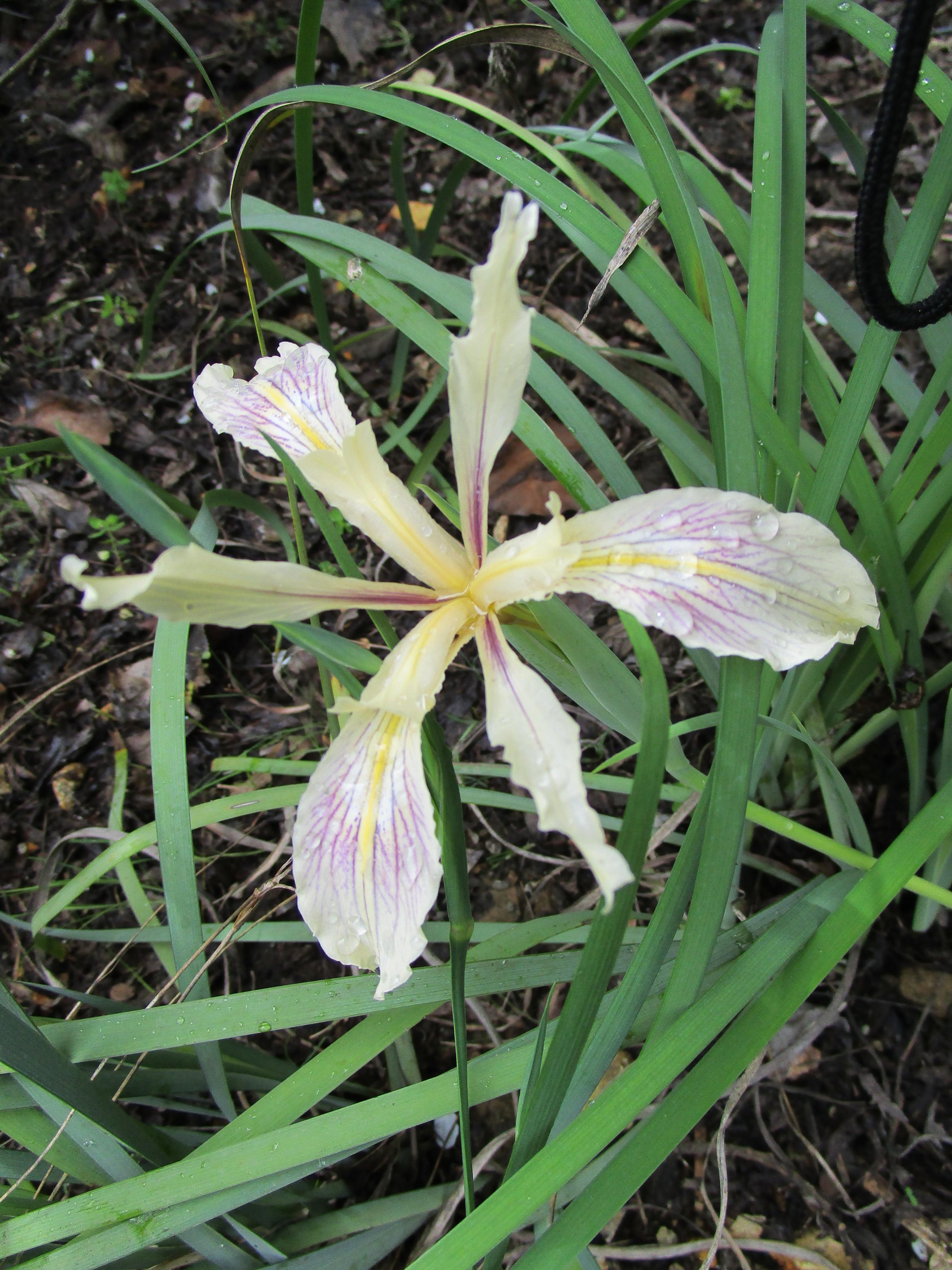 Iris fernaldii - Linda Vista Native Plants
