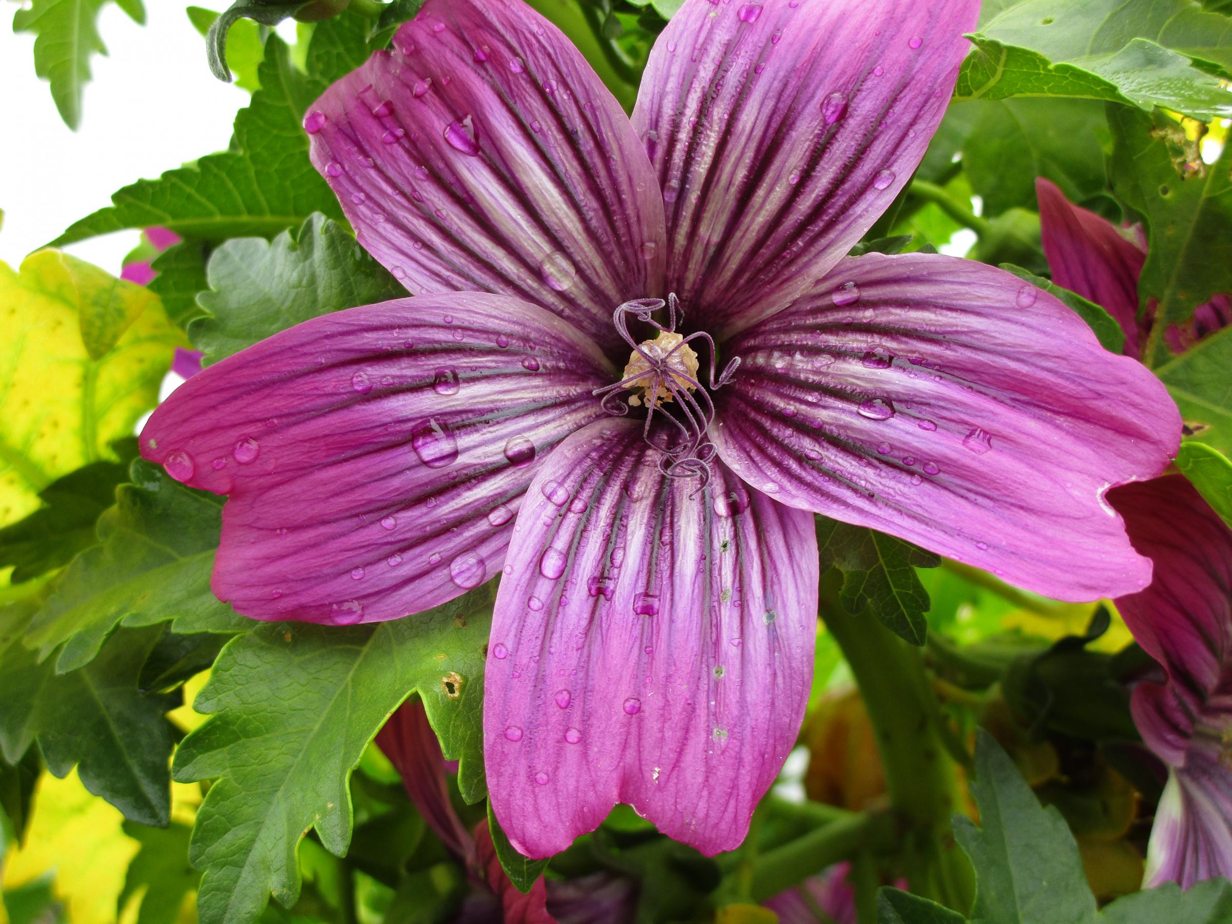 Lavatera (Malva) 'Purisima' - Linda Vista Native Plants