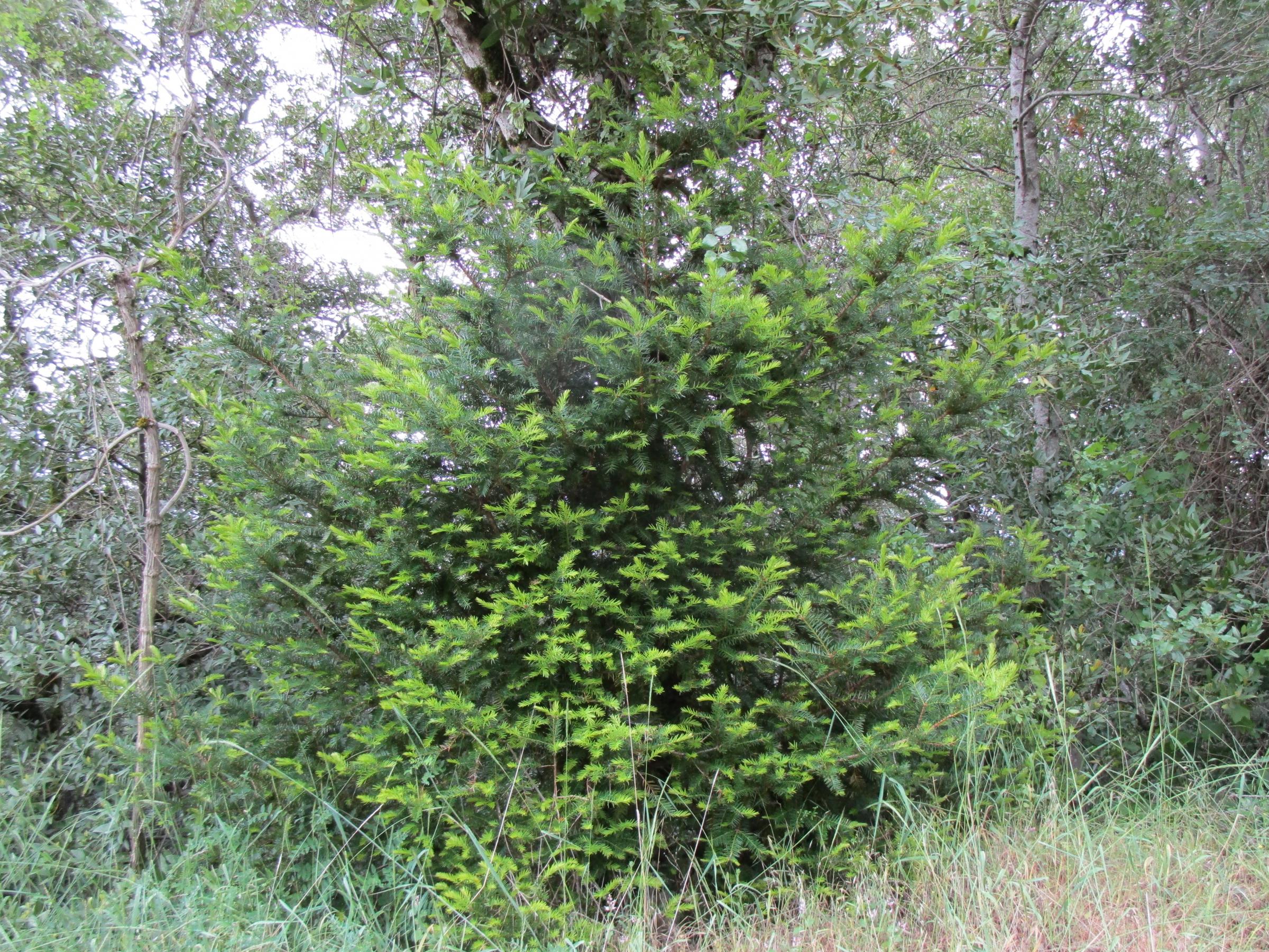 Torreya californica - Linda Vista Native Plants