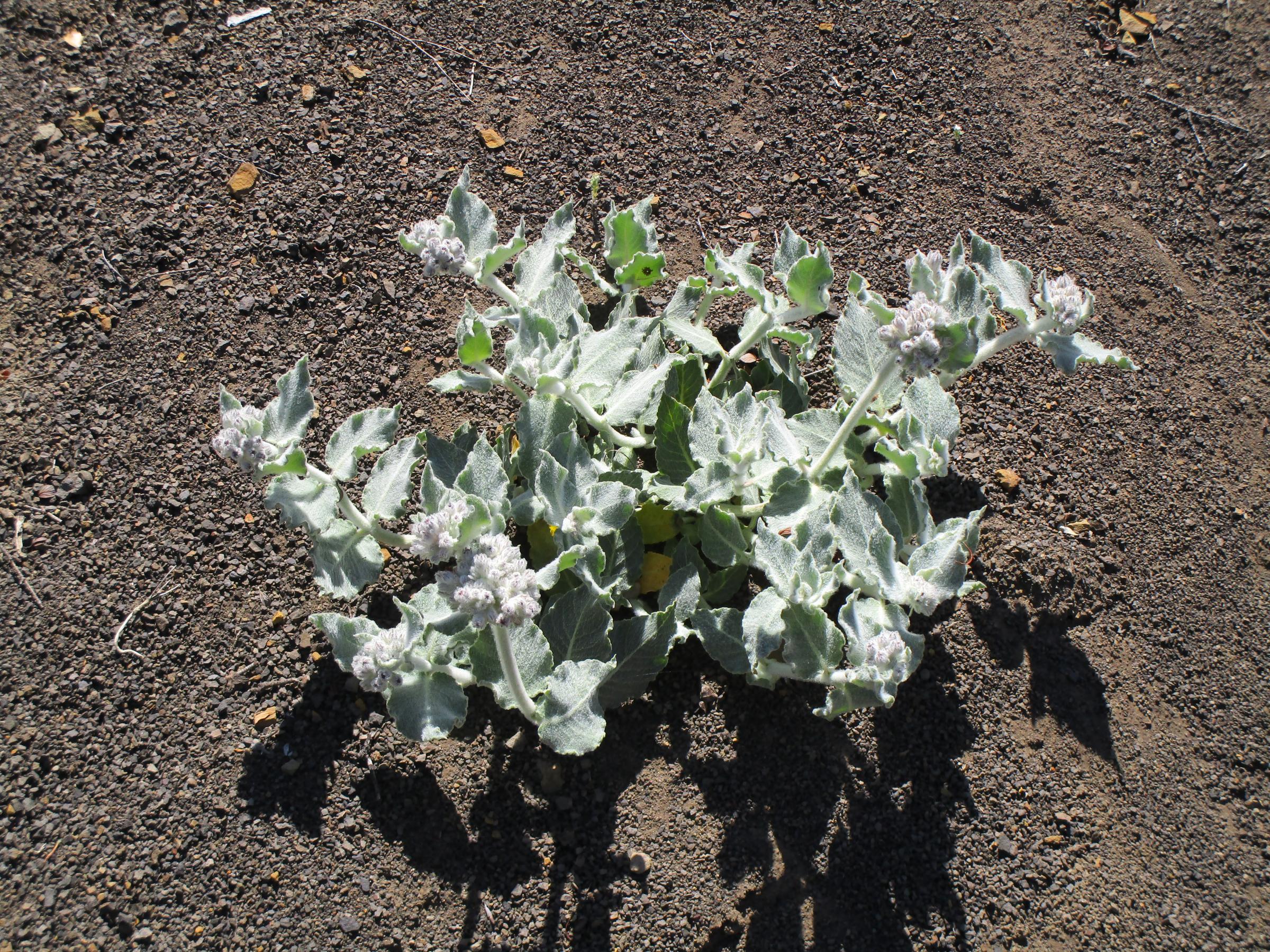 Asclepias californica - Linda Vista Native Plants