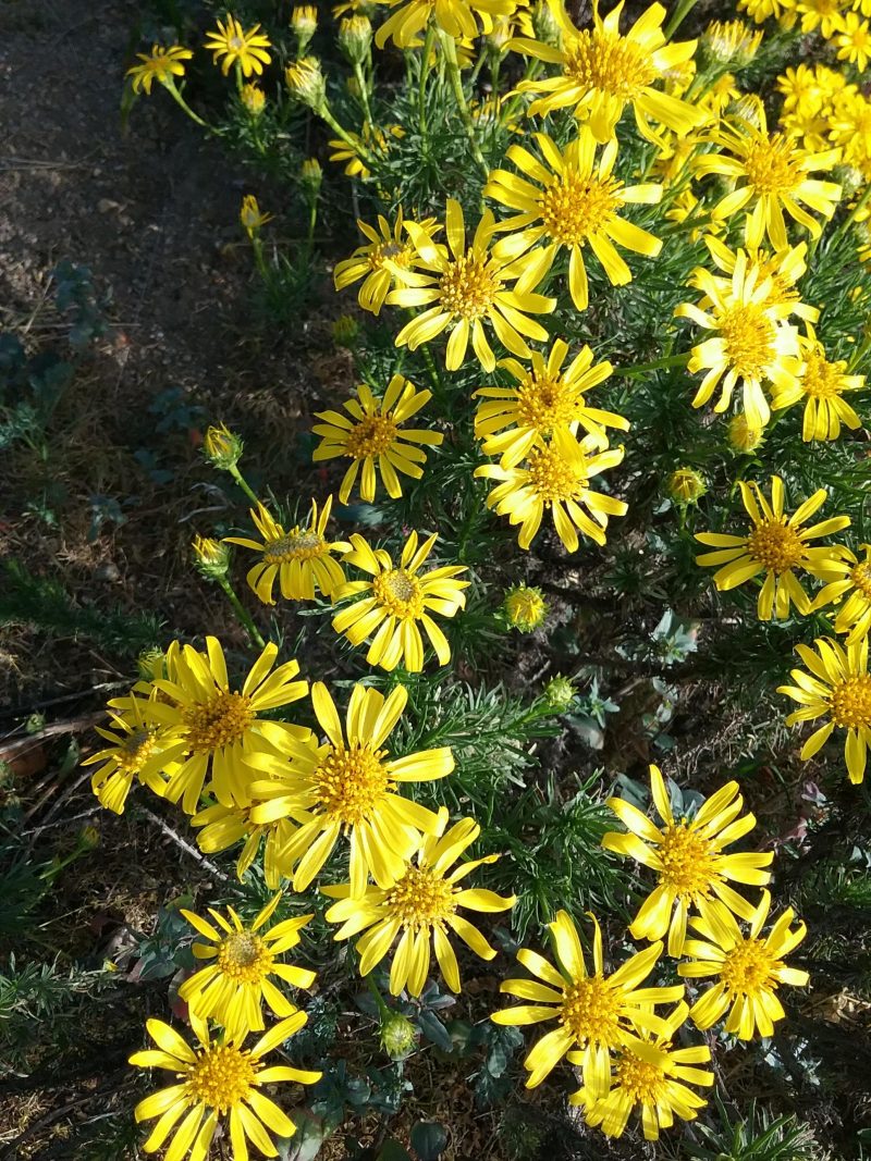 Ericameria linearifolia - Linda Vista Native Plants