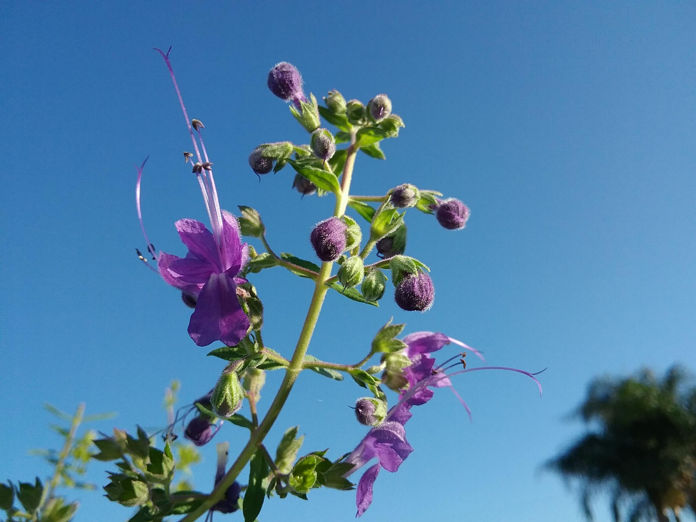 Trichostema lanatum X purpusii - Linda Vista Native Plants
