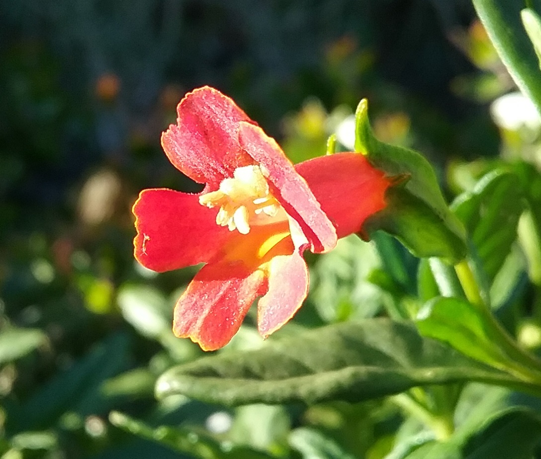 Mimulus aurantiacus var. parviflorus - Linda Vista Native Plants
