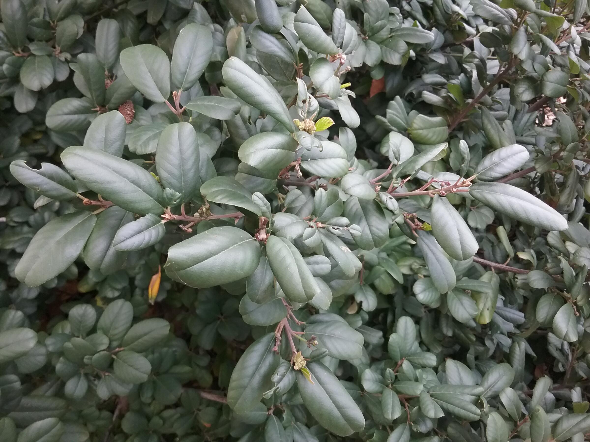 Frangula californica 'Leatherleaf' - Linda Vista Native Plants