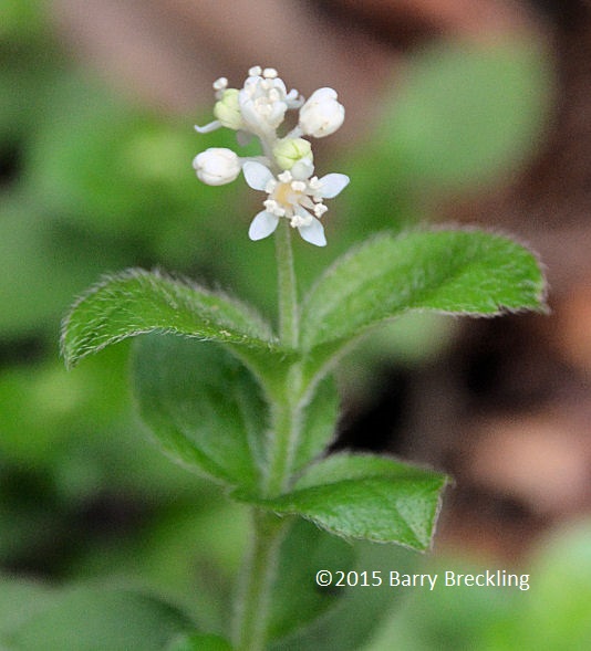 Whipplea modesta - Linda Vista Native Plants
