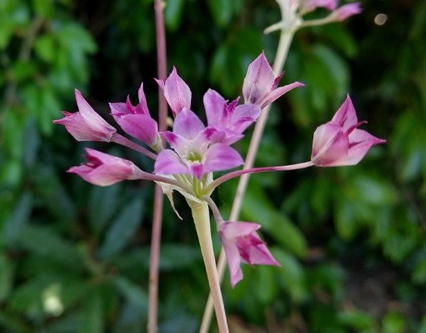 Allium crispum - Linda Vista Native Plants