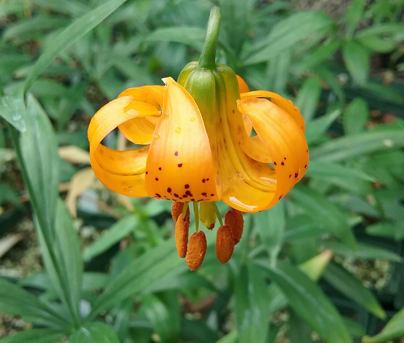 Lilium columbianum - Linda Vista Native Plants
