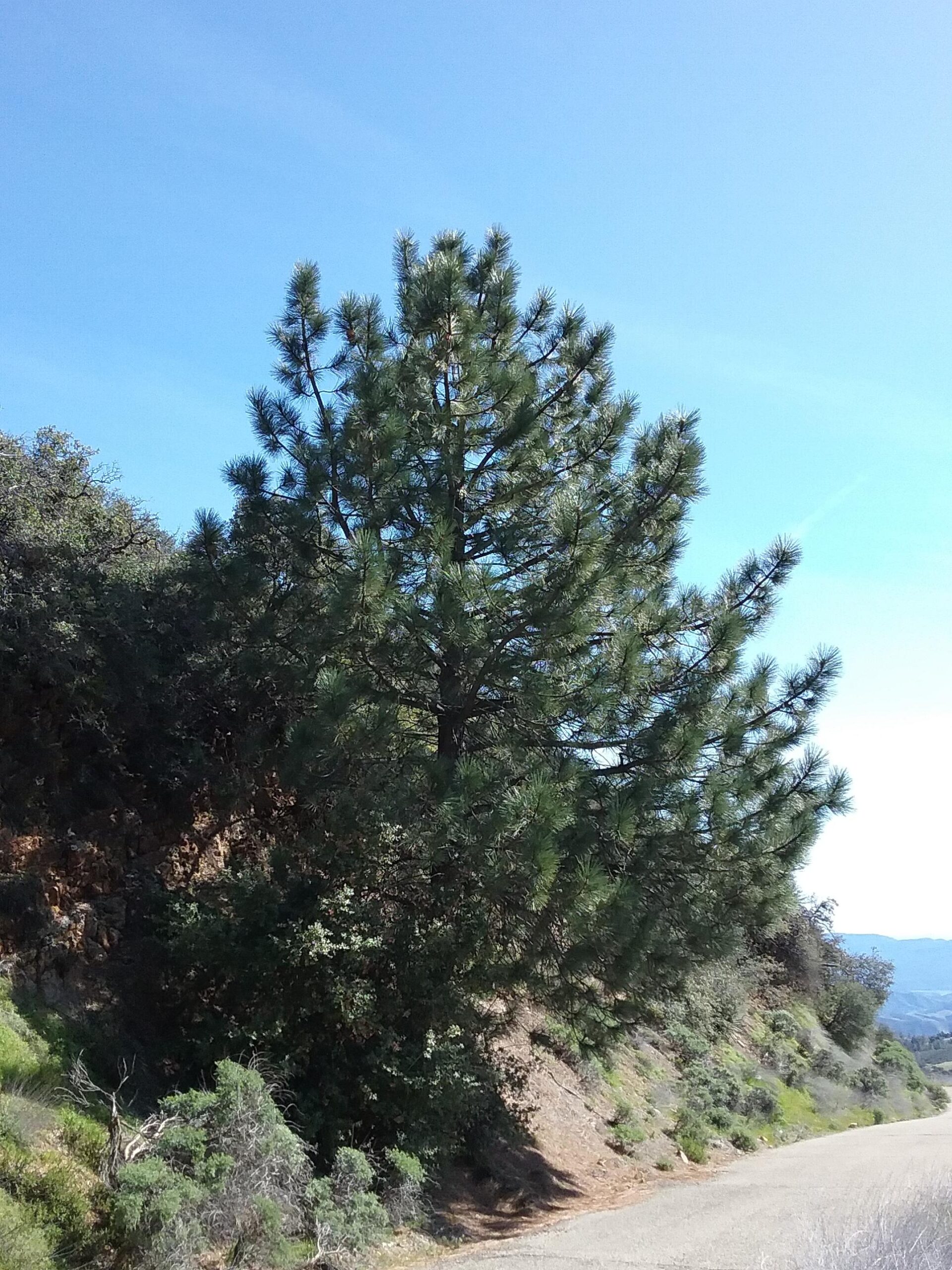 Pinus coulteri - Linda Vista Native Plants