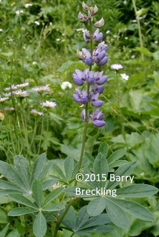 Lupinus rivularis - Linda Vista Native Plants