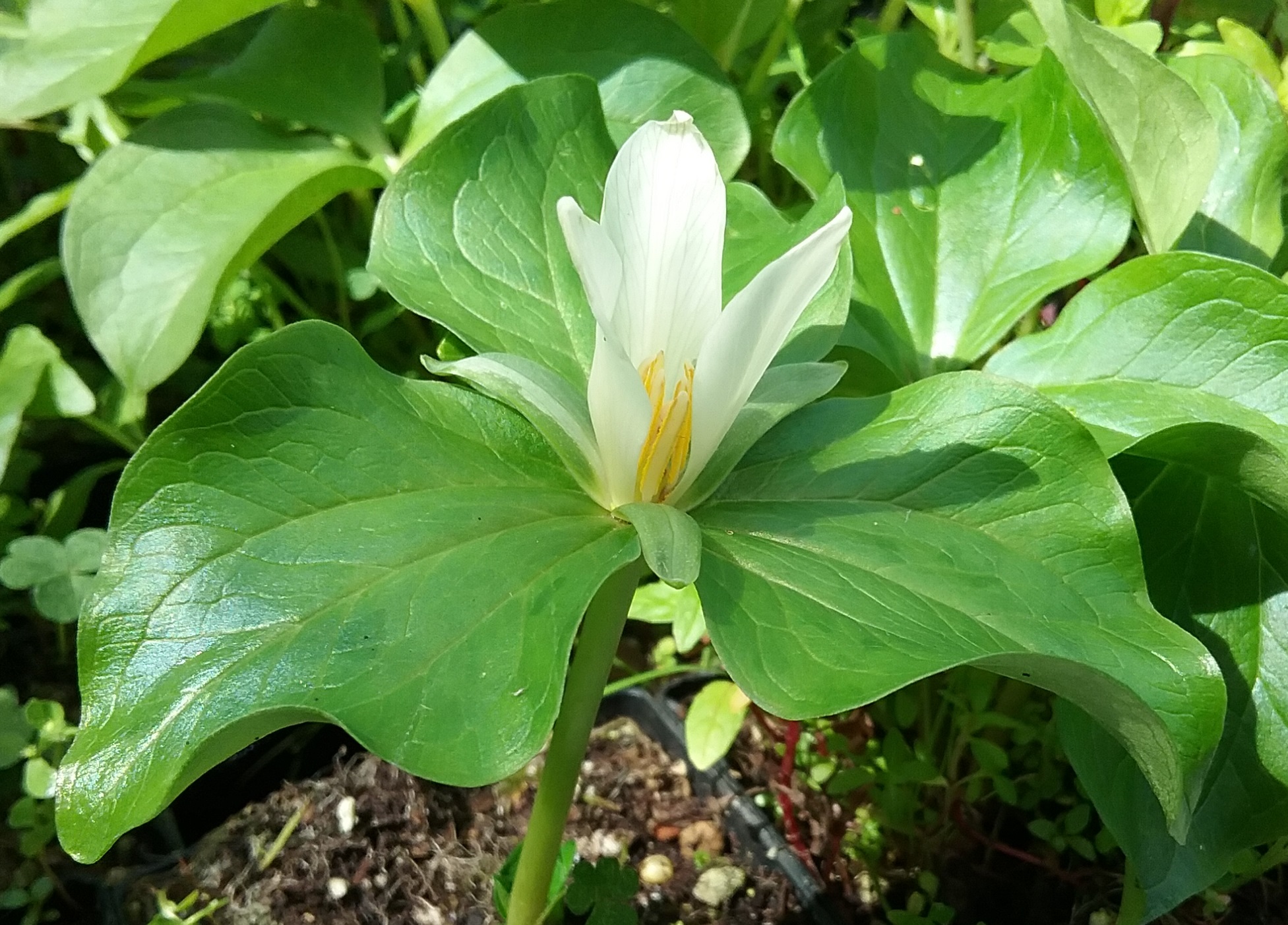 Trillium albidum - Linda Vista Native Plants
