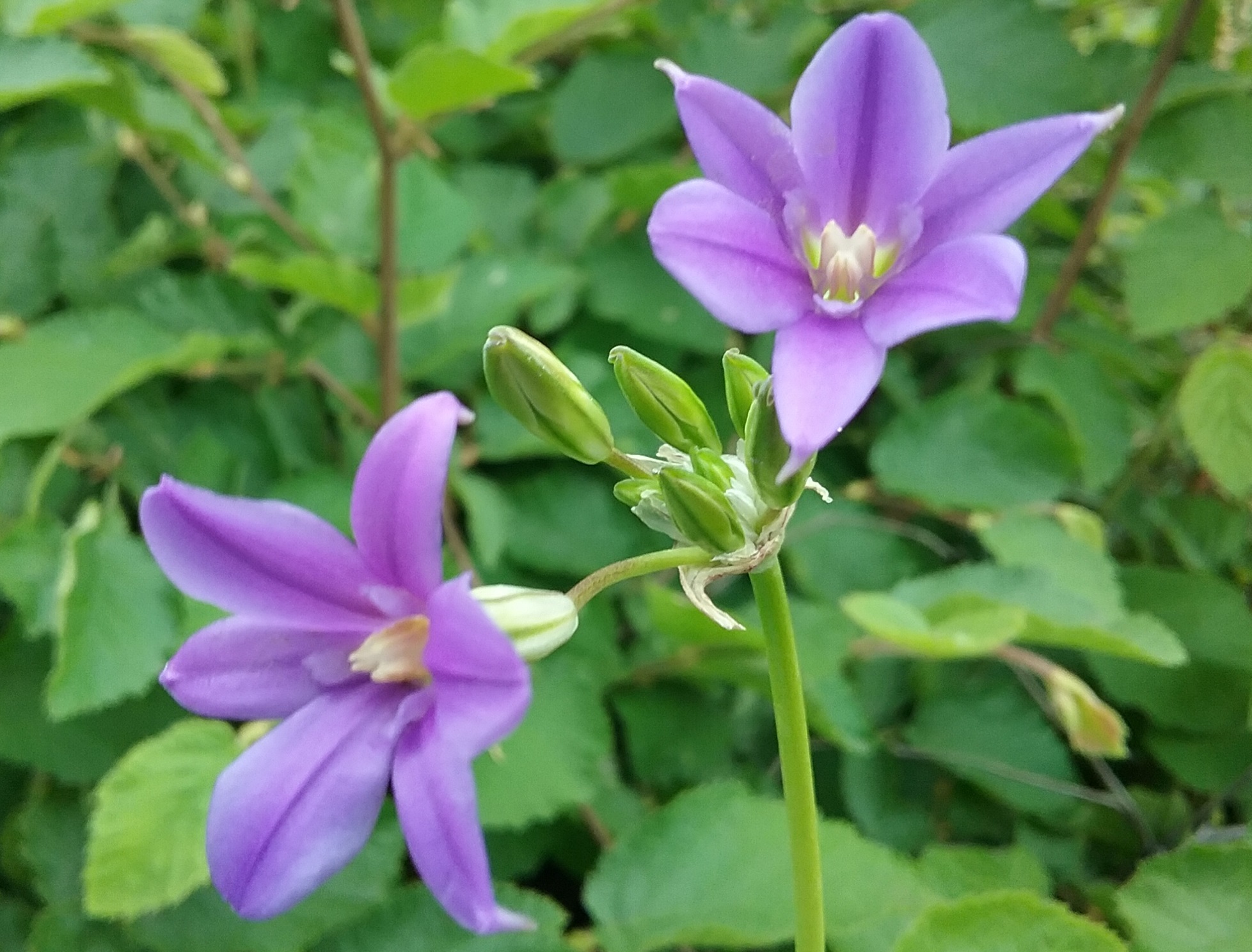 Brodiaea kinkiensis - Linda Vista Native Plants
