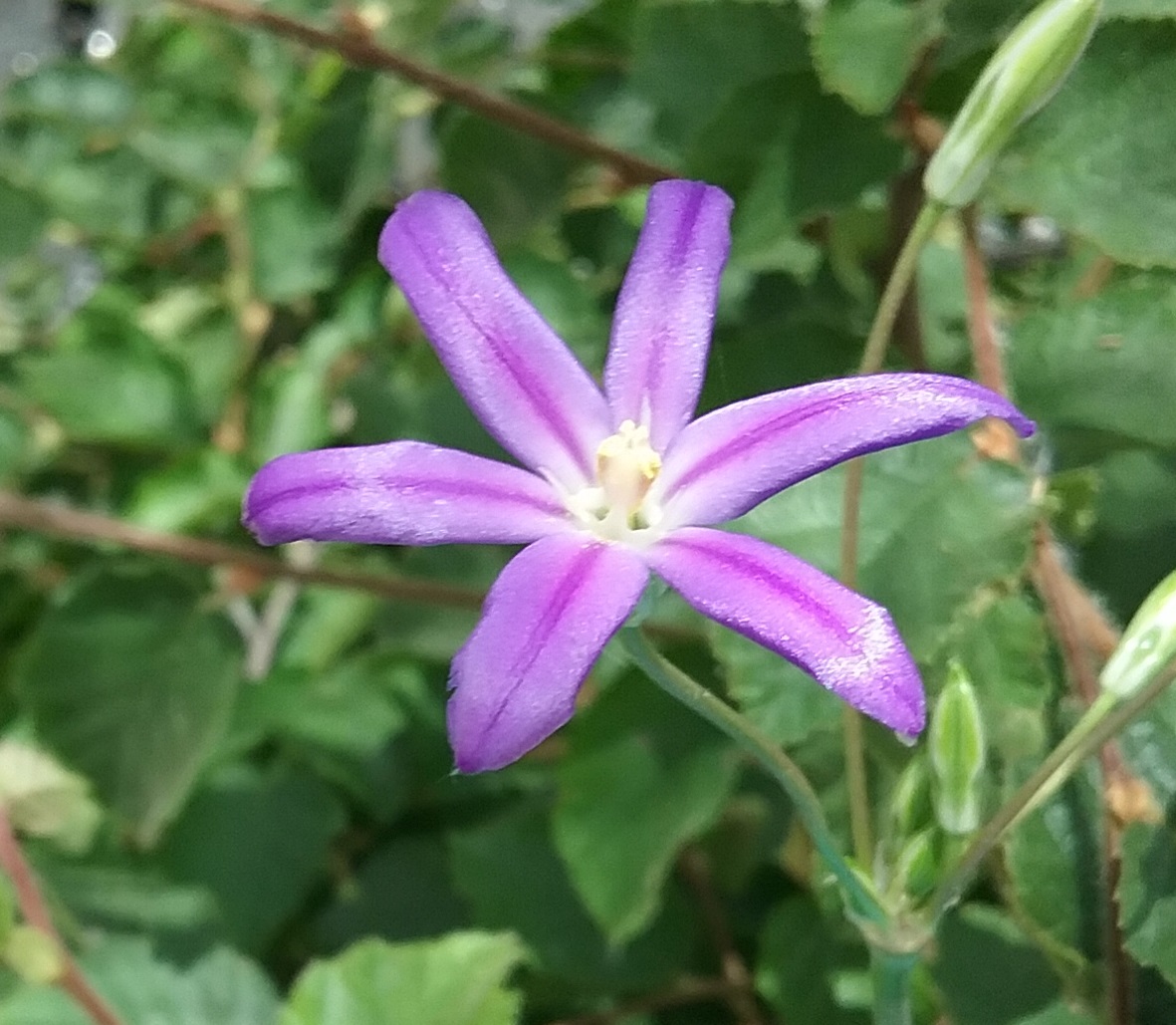 Brodiaea filifolia - Linda Vista Native Plants